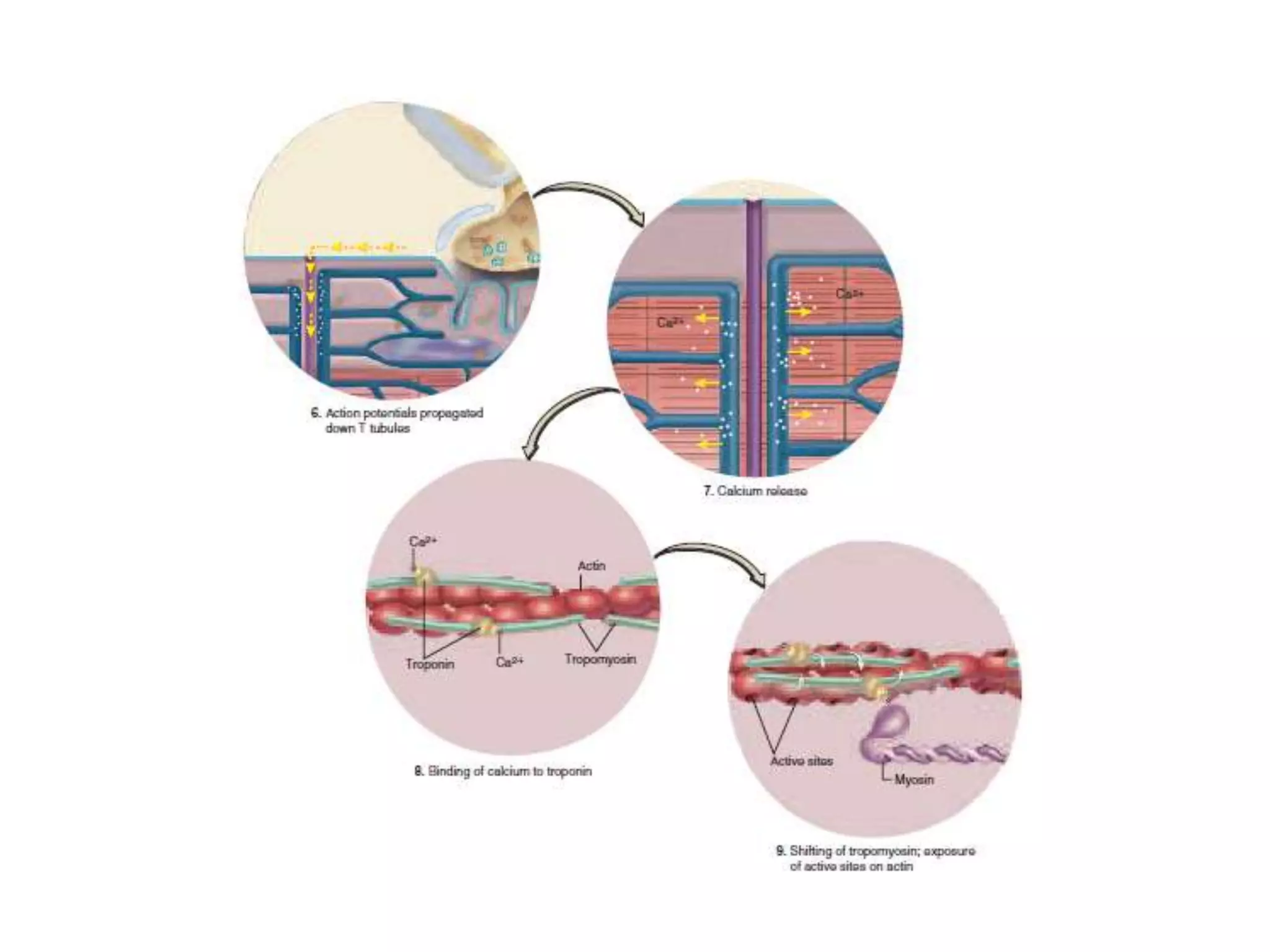 L5 Muscle Structure | PPTX