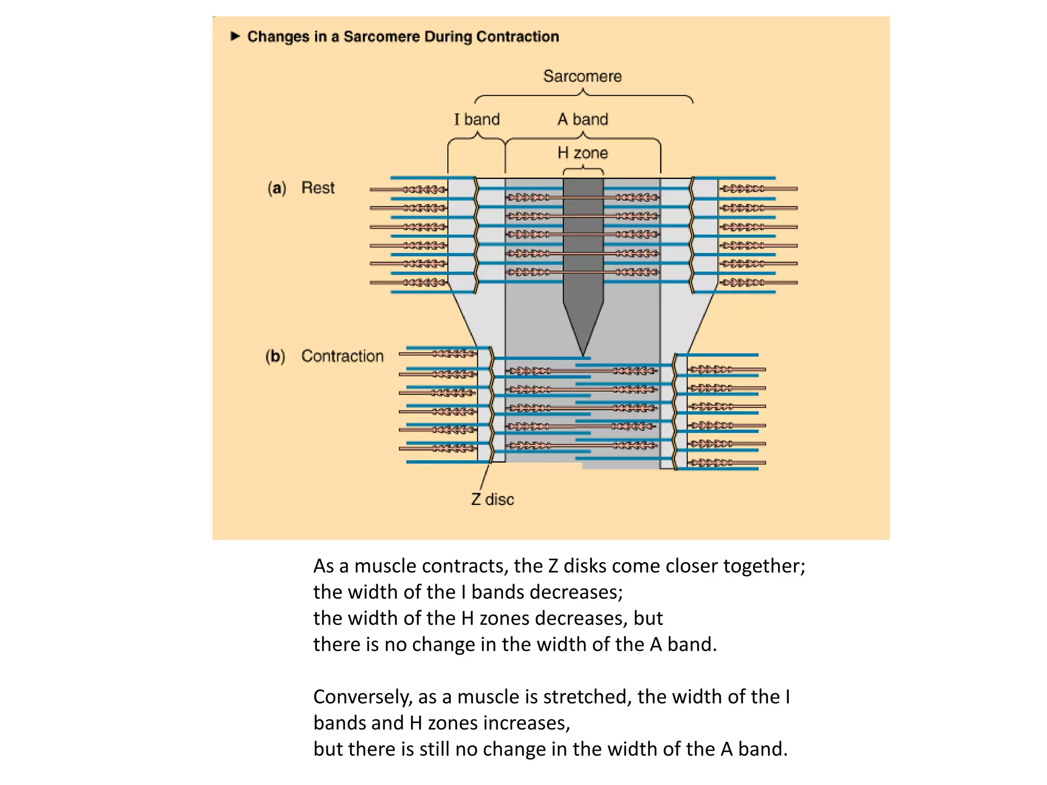 L5 Muscle Structure | PPTX
