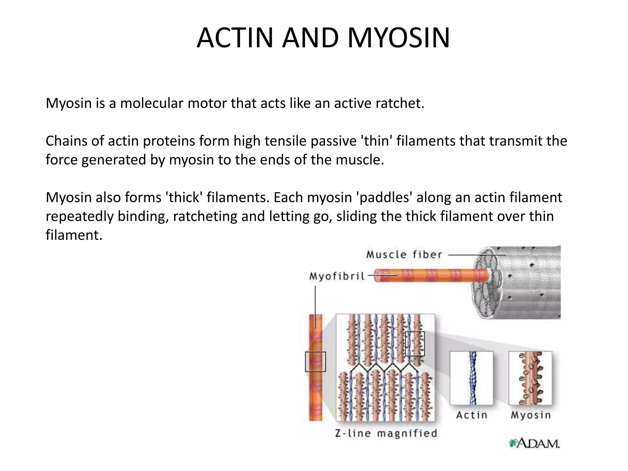 L5 Muscle Structure | PPTX