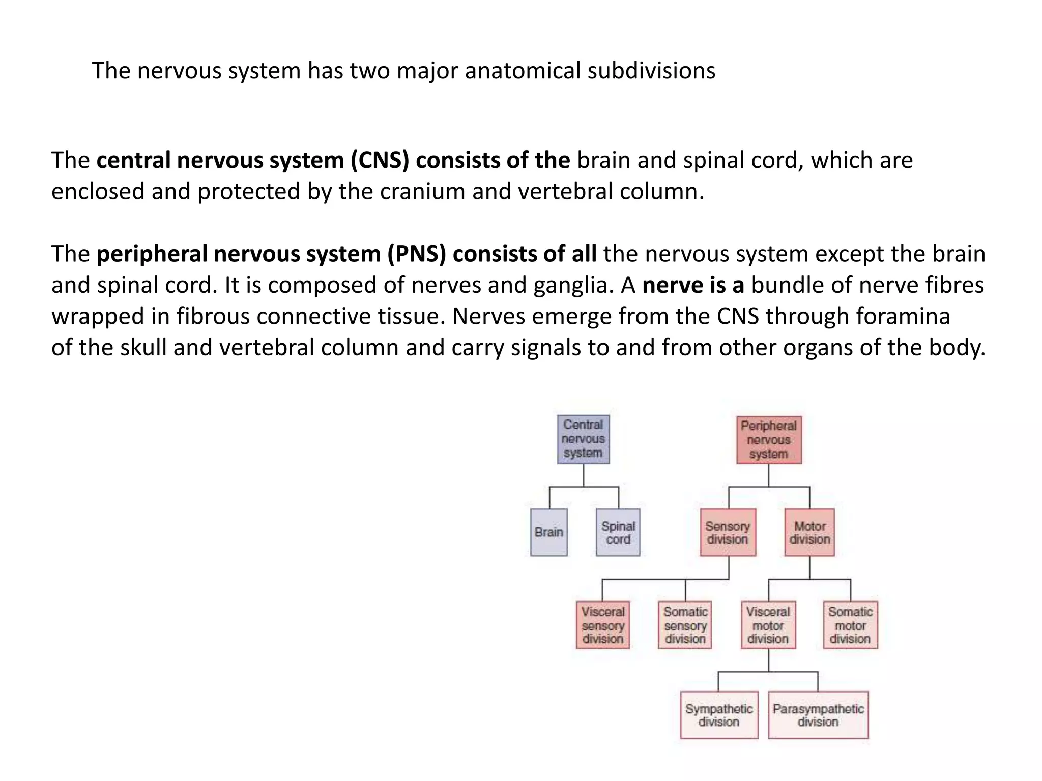 L5 Muscle Structure | PPTX