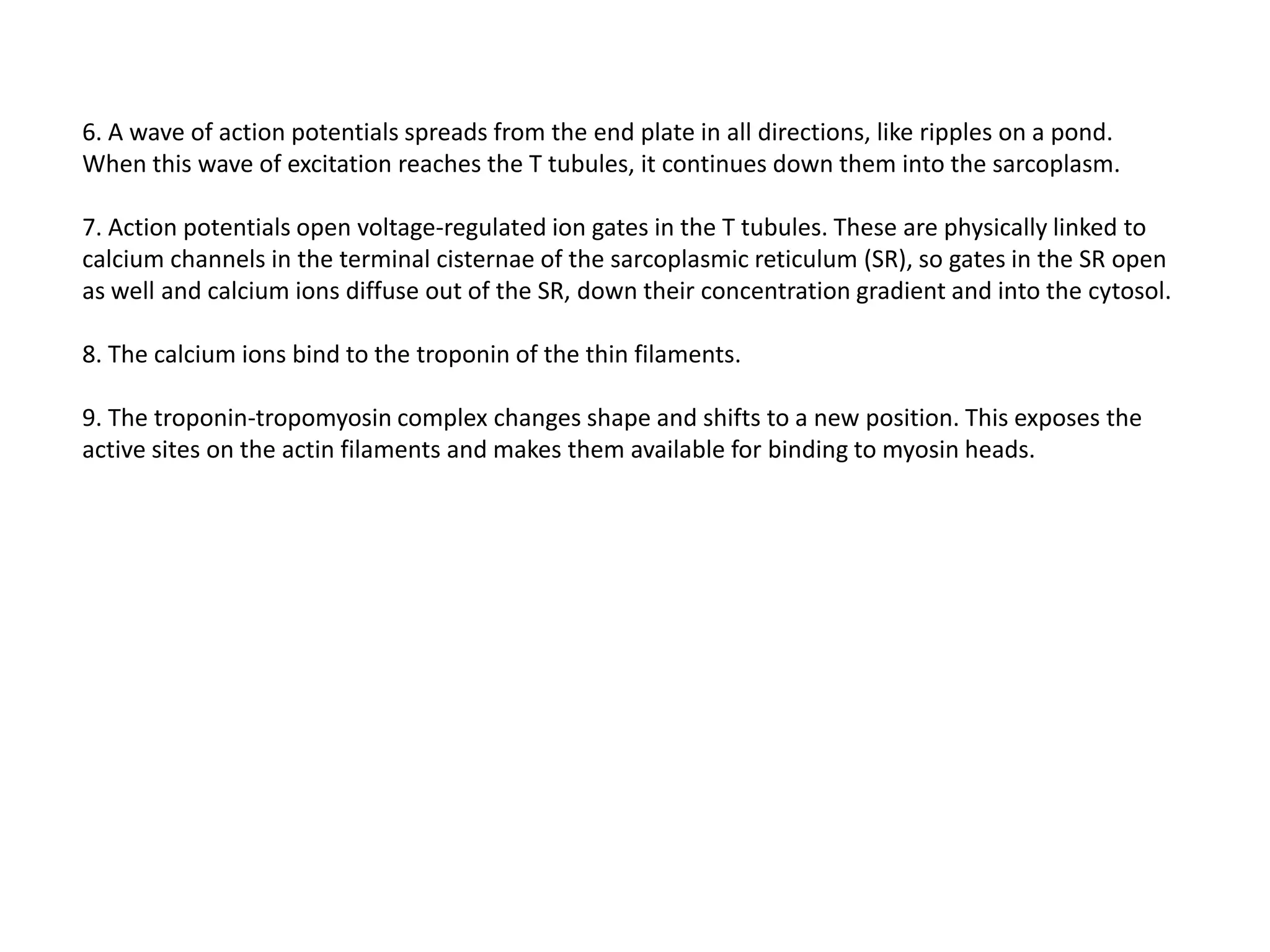 L5 Muscle Structure | PPTX