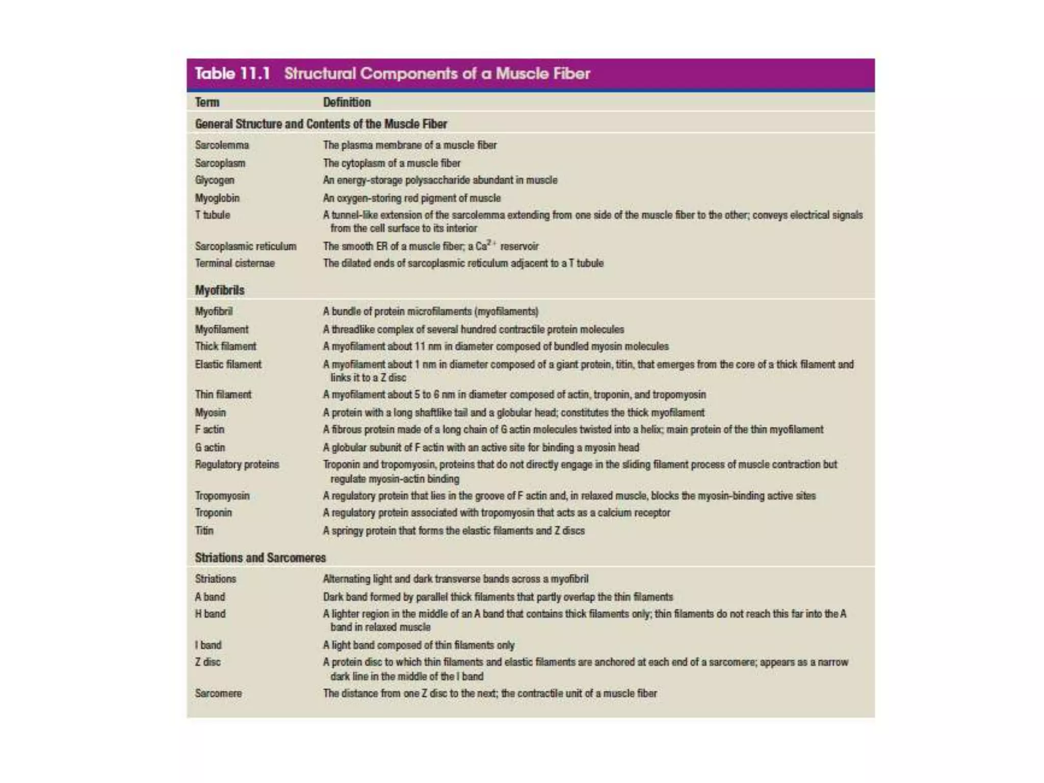 L5 Muscle Structure | PPTX