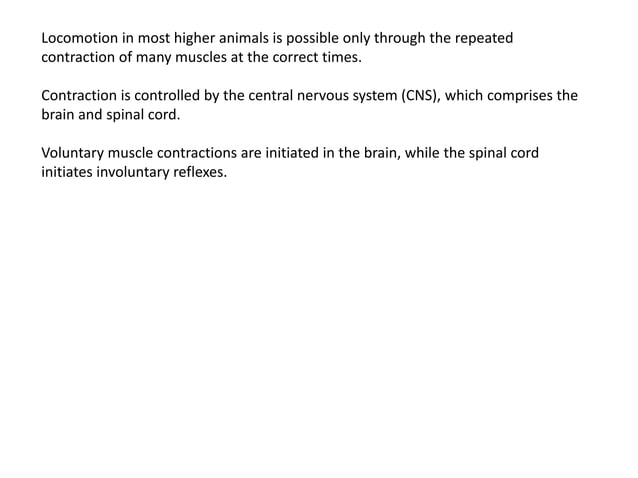 L5 Muscle Structure | PPTX