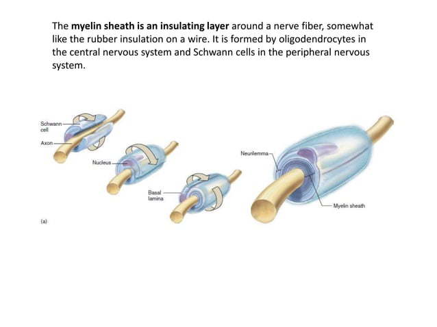 L5 Muscle Structure | PPTX