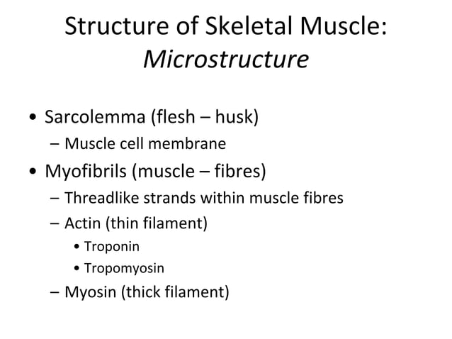 L5 Muscle Structure | PPTX