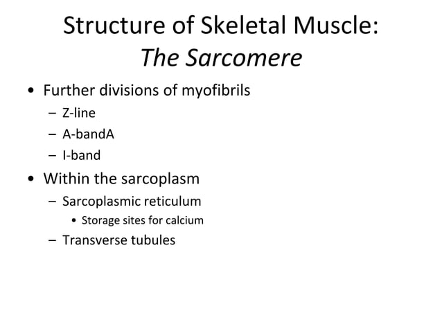 L5 Muscle Structure | PPTX