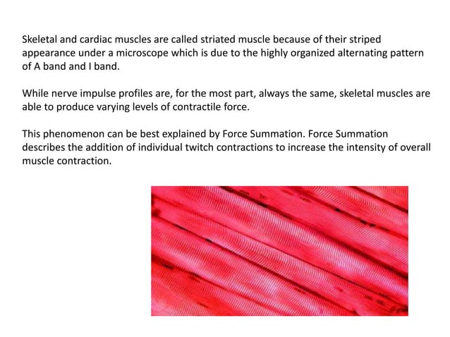 L5 Muscle Structure | PPTX