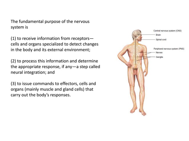 L5 Muscle Structure | PPTX