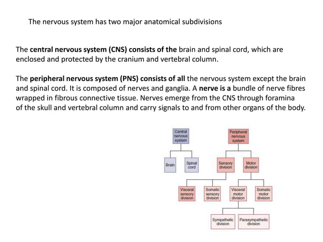 L5 Muscle Structure | PPTX