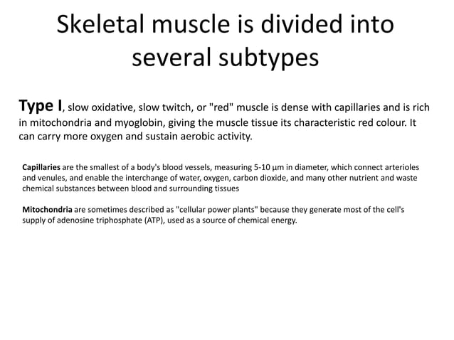 L5 Muscle Structure | PPTX