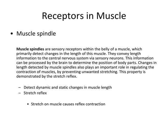 L5 Muscle Structure | PPTX