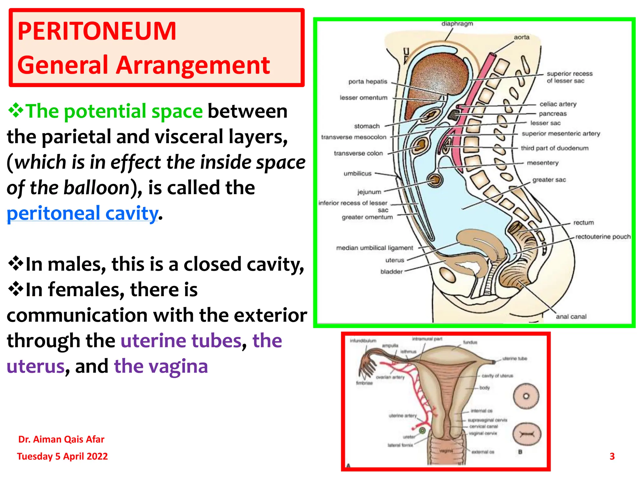 Peritoneum structure, components, ligaments | PDF
