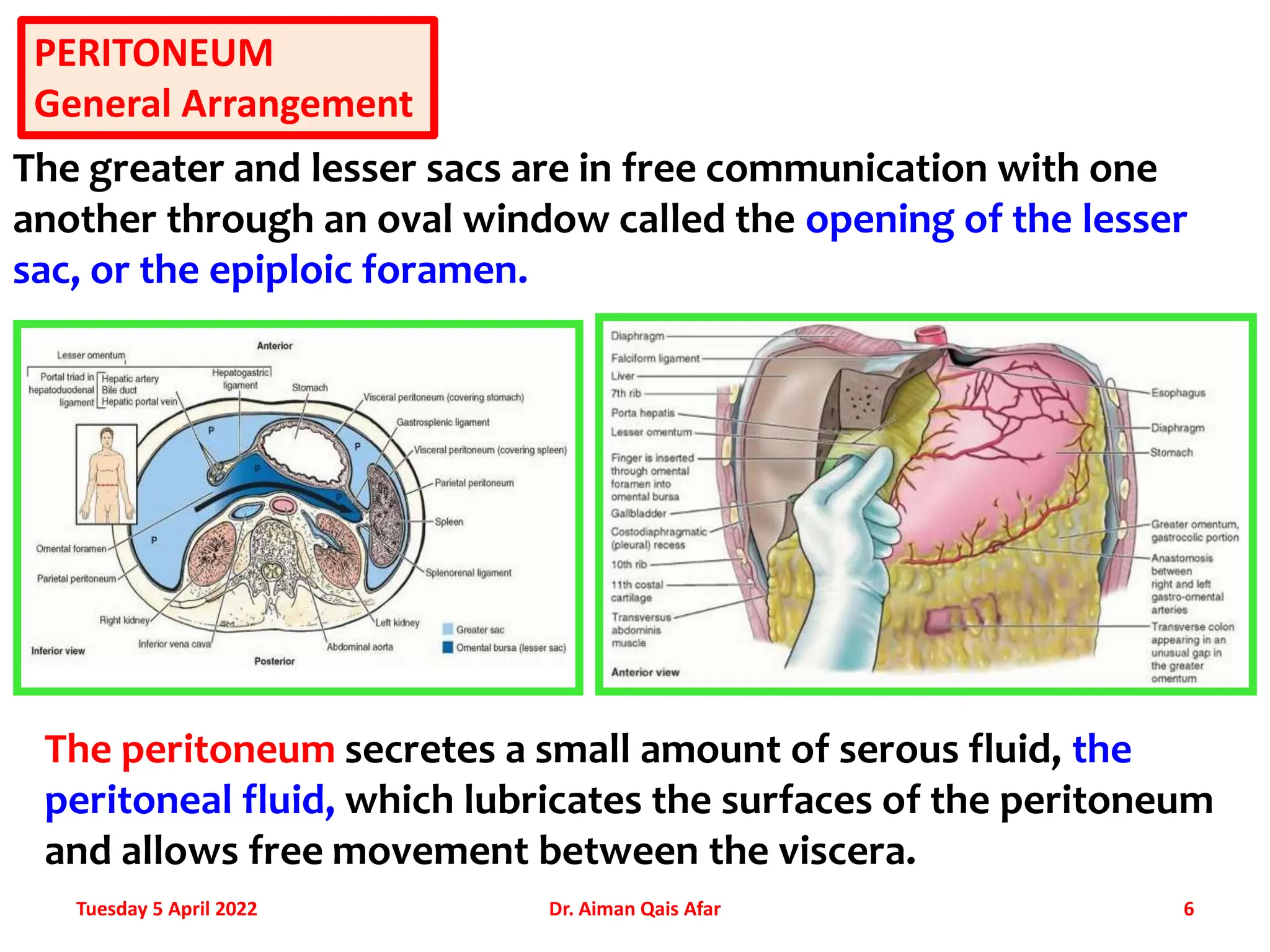 Peritoneum structure, components, ligaments | PDF
