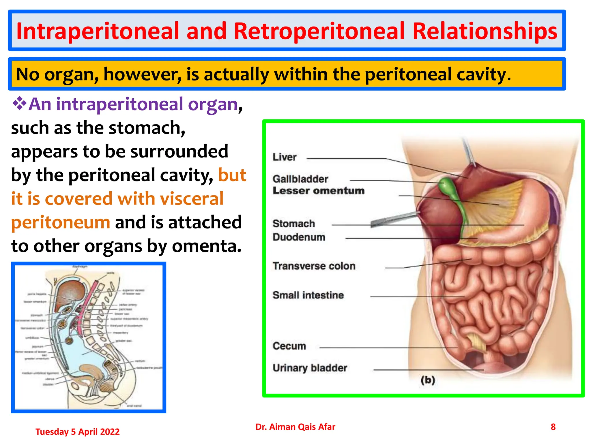 Peritoneum structure, components, ligaments | PDF