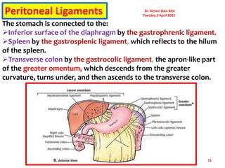 Peritoneum structure, components, ligaments | PDF