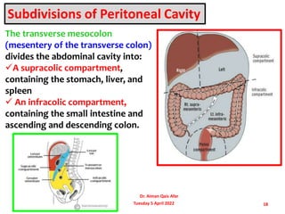 Peritoneum structure, components, ligaments | PDF