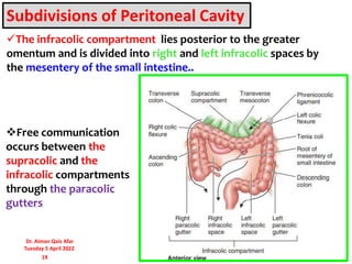 Peritoneum structure, components, ligaments | PDF