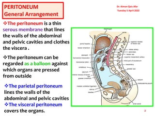Peritoneum structure, components, ligaments | PDF