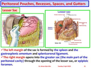 Peritoneum structure, components, ligaments | PDF