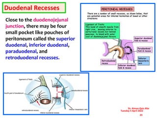 Peritoneum structure, components, ligaments | PDF