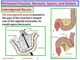 Peritoneum structure, components, ligaments | PDF