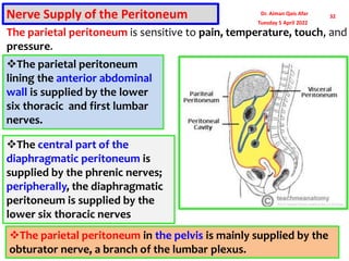 Peritoneum structure, components, ligaments | PDF