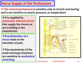 Peritoneum structure, components, ligaments | PDF