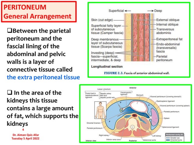Peritoneum structure, components, ligaments | PDF