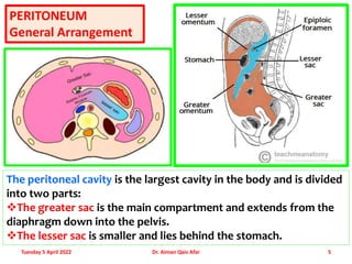 Peritoneum structure, components, ligaments | PDF