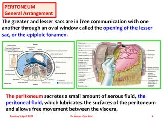 Peritoneum structure, components, ligaments | PDF