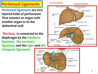 Peritoneum structure, components, ligaments | PDF