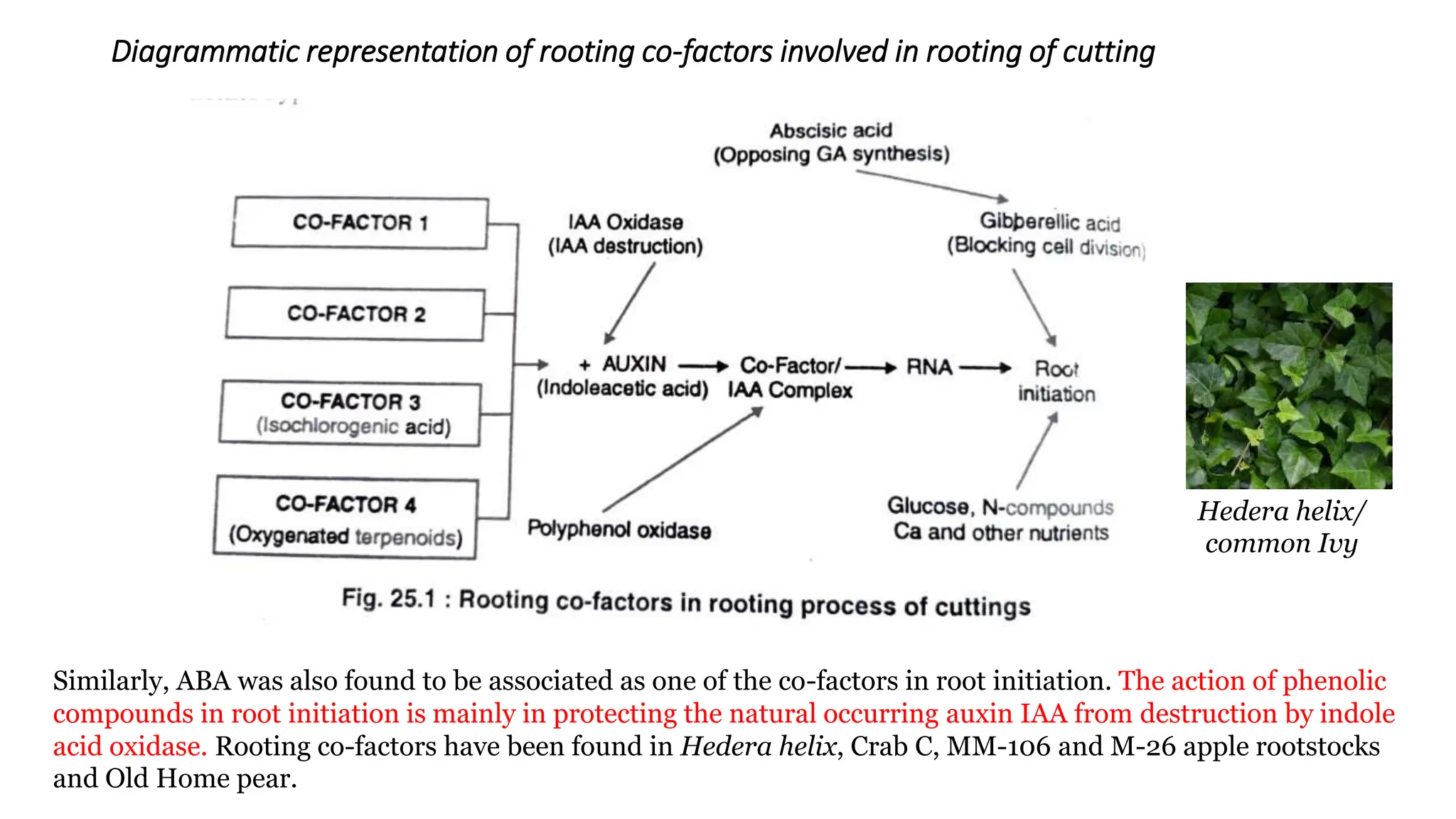 L5 Physiological basis of rooting of Cuttings and layering.pptx