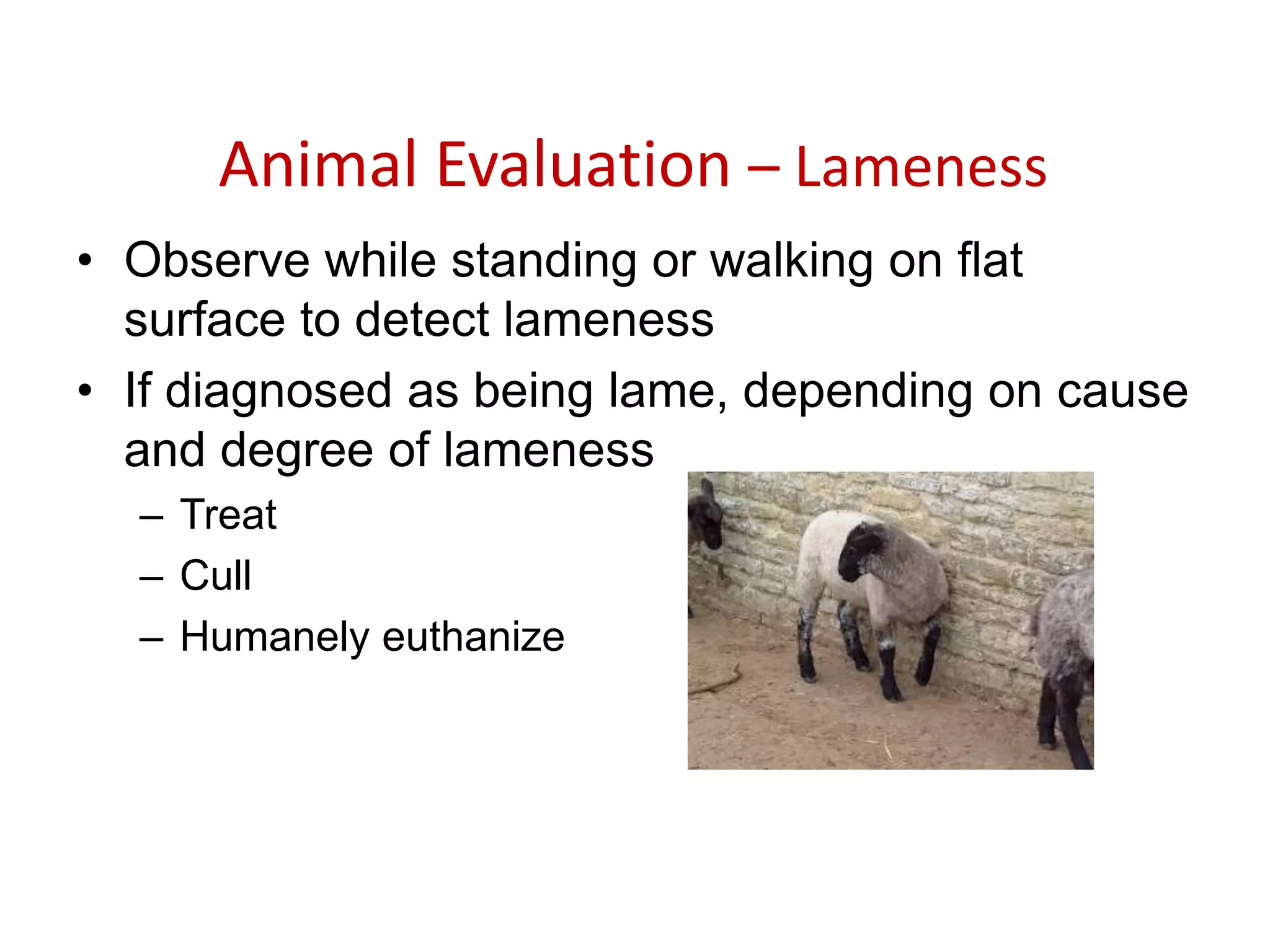 L5 Principles of Farm Animal Management.pptx