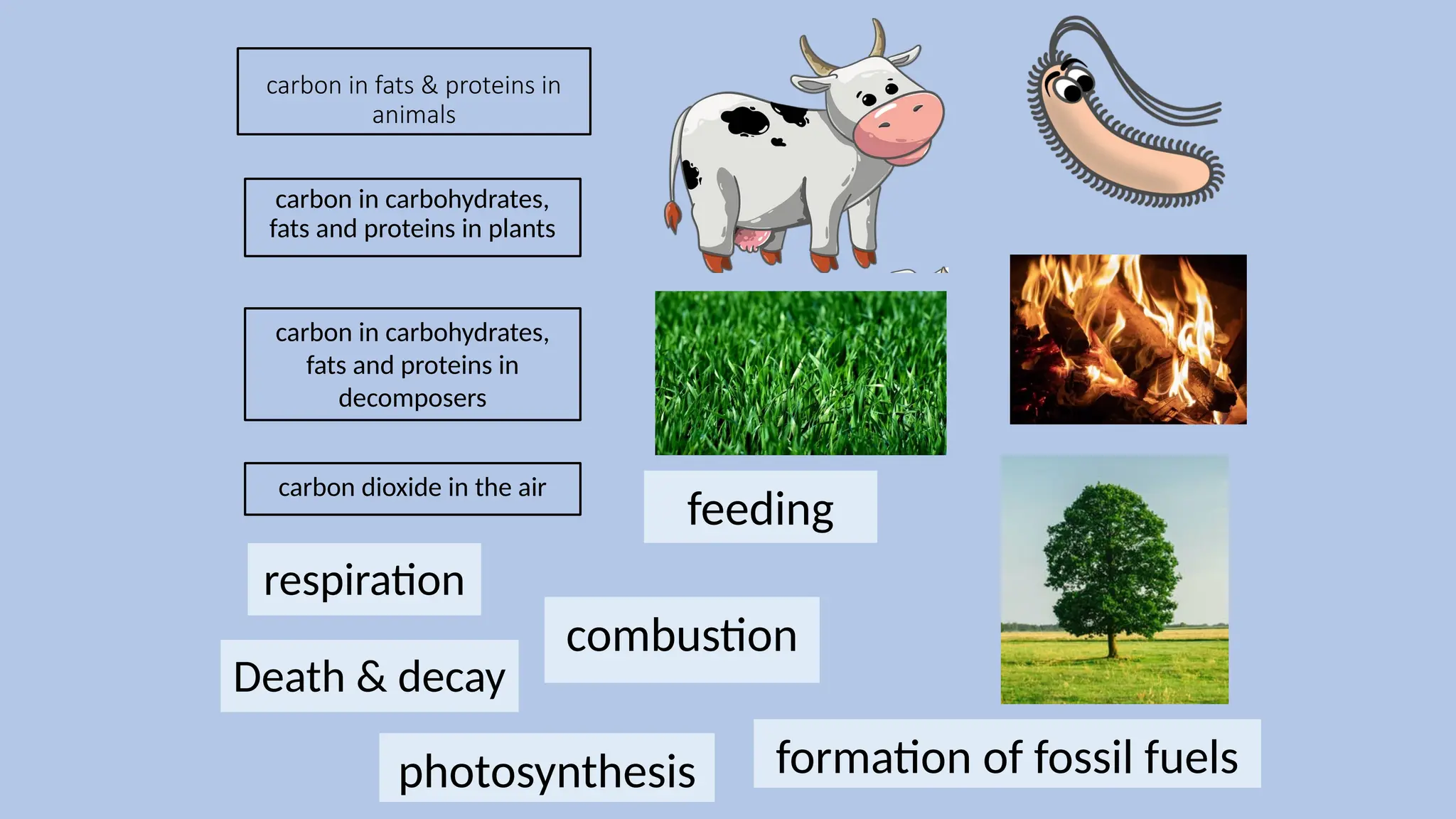 L5 The Carbon Cycle key stage 3 science.pptx
