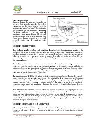 Anatomia de las aves | DOCX