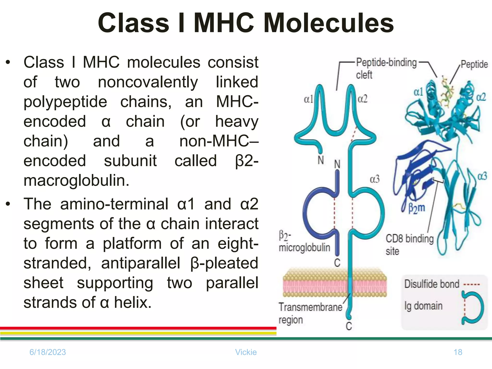 L6.0 Immune recognition molecule (MHC,T cell receptor, T cell epitopes ...
