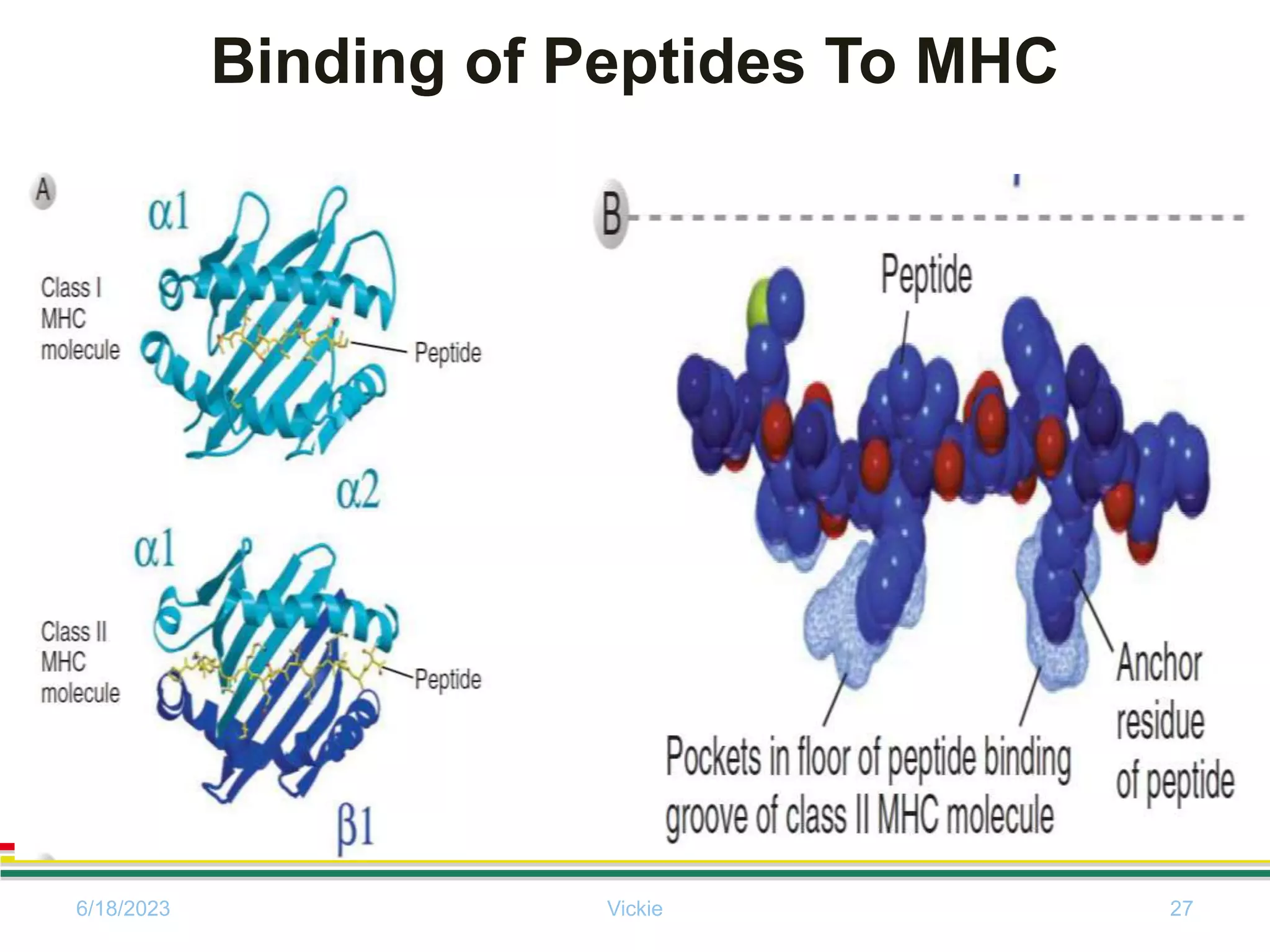 L6.0 Immune recognition molecule (MHC,T cell receptor, T cell epitopes, T cell markers, B cell ...