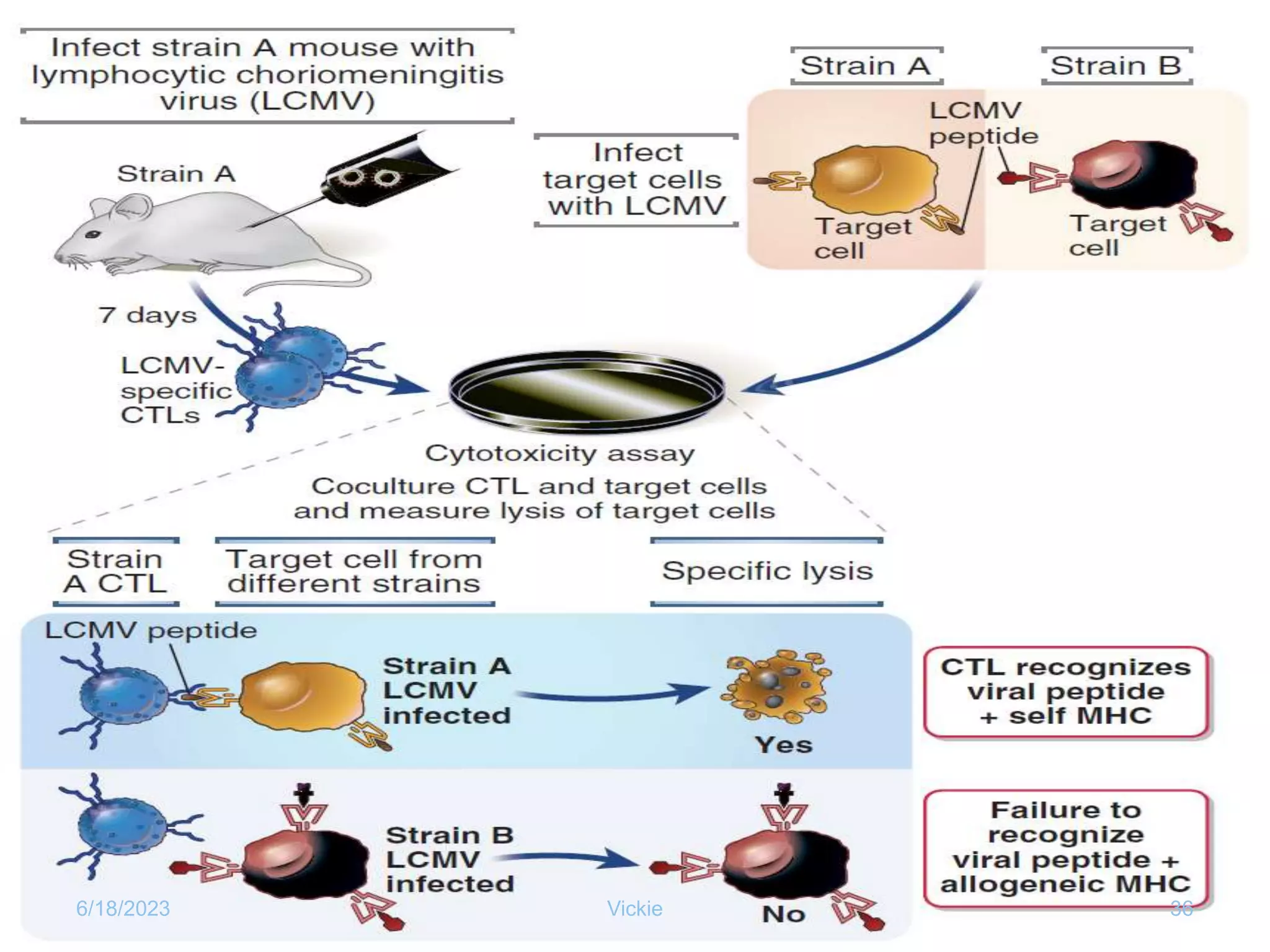L6.0 Immune recognition molecule (MHC,T cell receptor, T cell epitopes, T cell markers, B cell ...