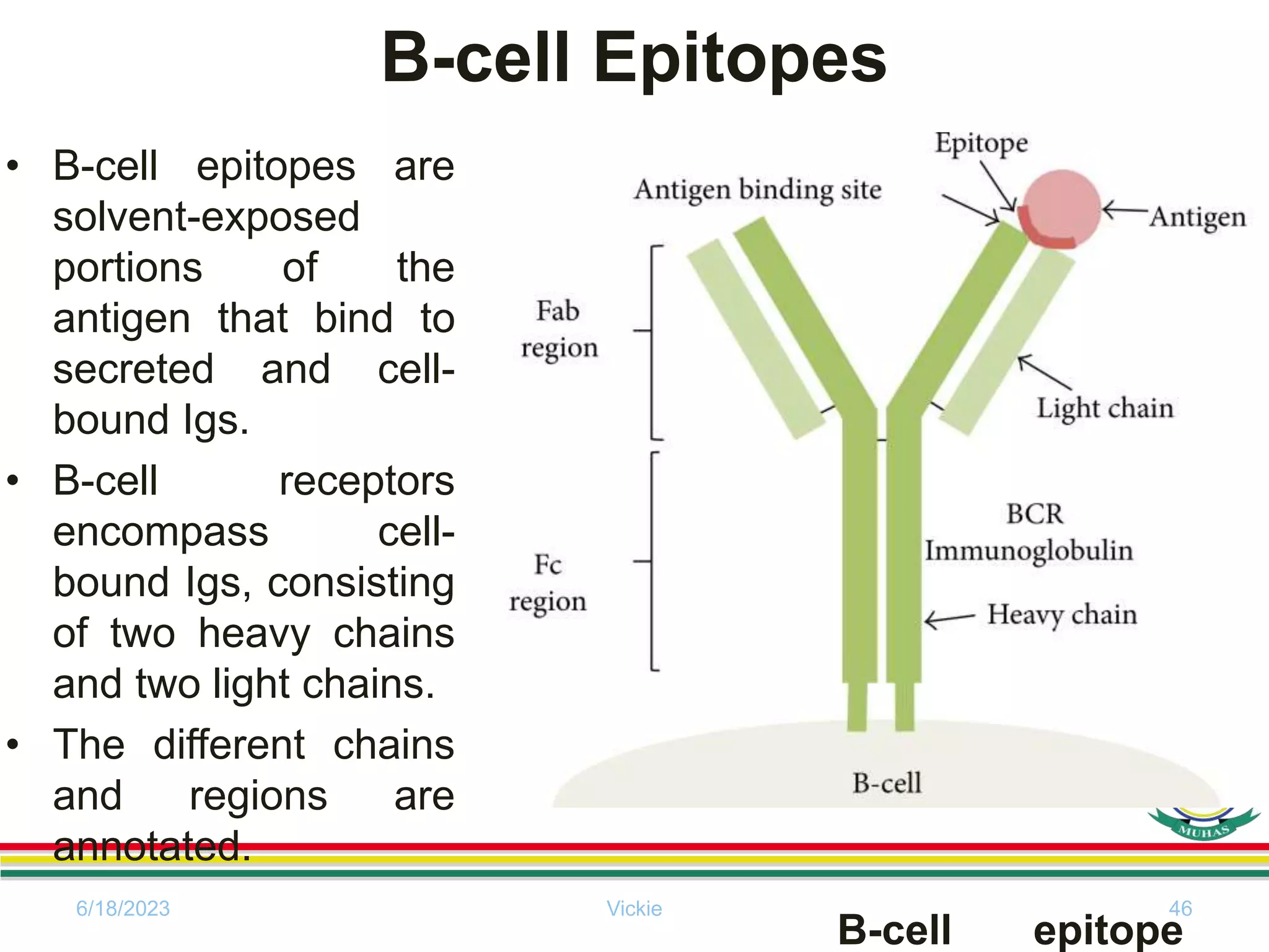L6.0 Immune recognition molecule (MHC,T cell receptor, T cell epitopes ...