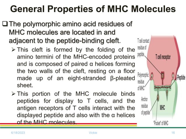 L6.0 Immune recognition molecule (MHC,T cell receptor, T cell epitopes ...