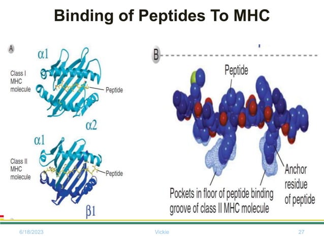 L6.0 Immune recognition molecule (MHC,T cell receptor, T cell epitopes ...