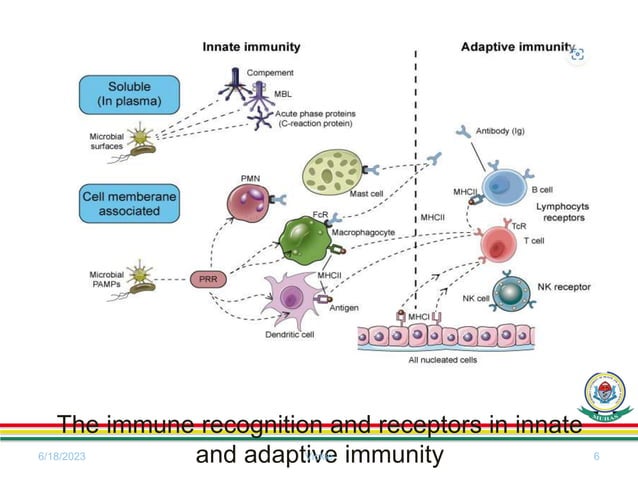 L6.0 Immune recognition molecule (MHC,T cell receptor, T cell epitopes, T cell markers, B cell ...
