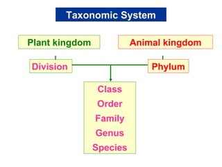 Kingdom Phylum Class Order Family Genus Species Plants