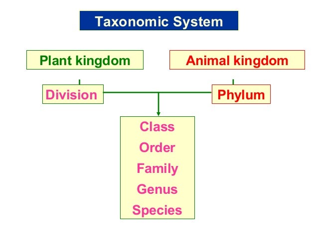Plant taxonomy