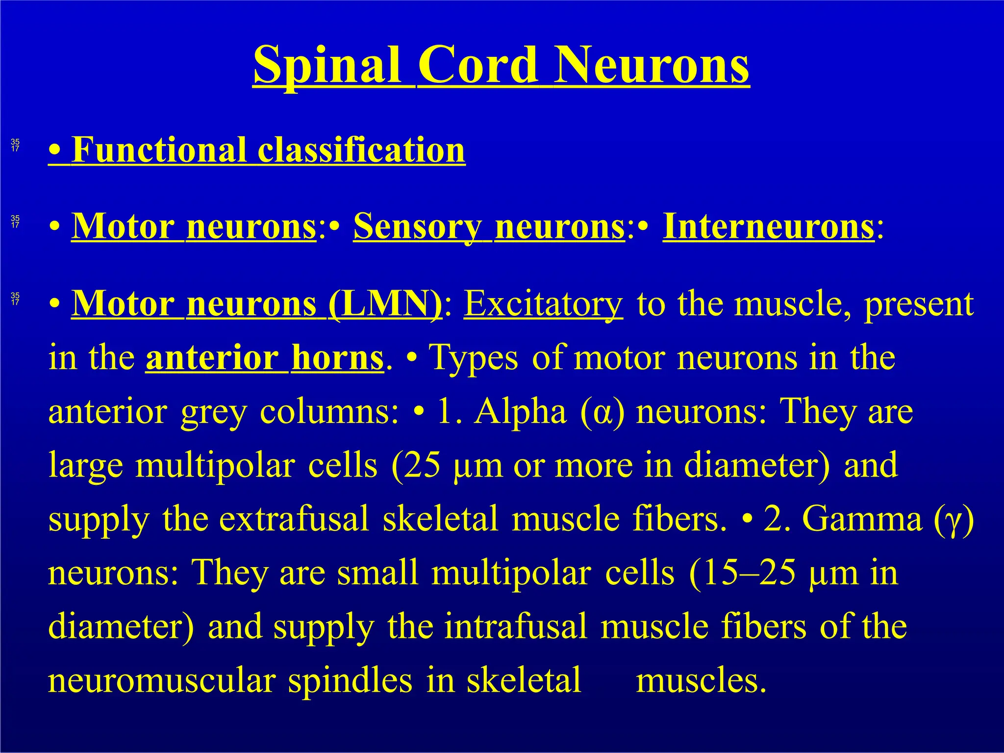 L6 - Physiology of spinal cord - part 1.pptx