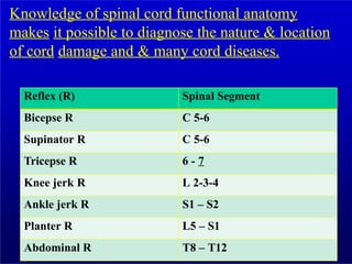 L6 - Physiology of spinal cord - part 1.pptx
