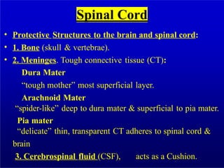 L6 - Physiology of spinal cord - part 1.pptx