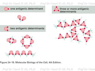 Antigen and antigenic determinantsAntigen and antigenic determinants | PPT