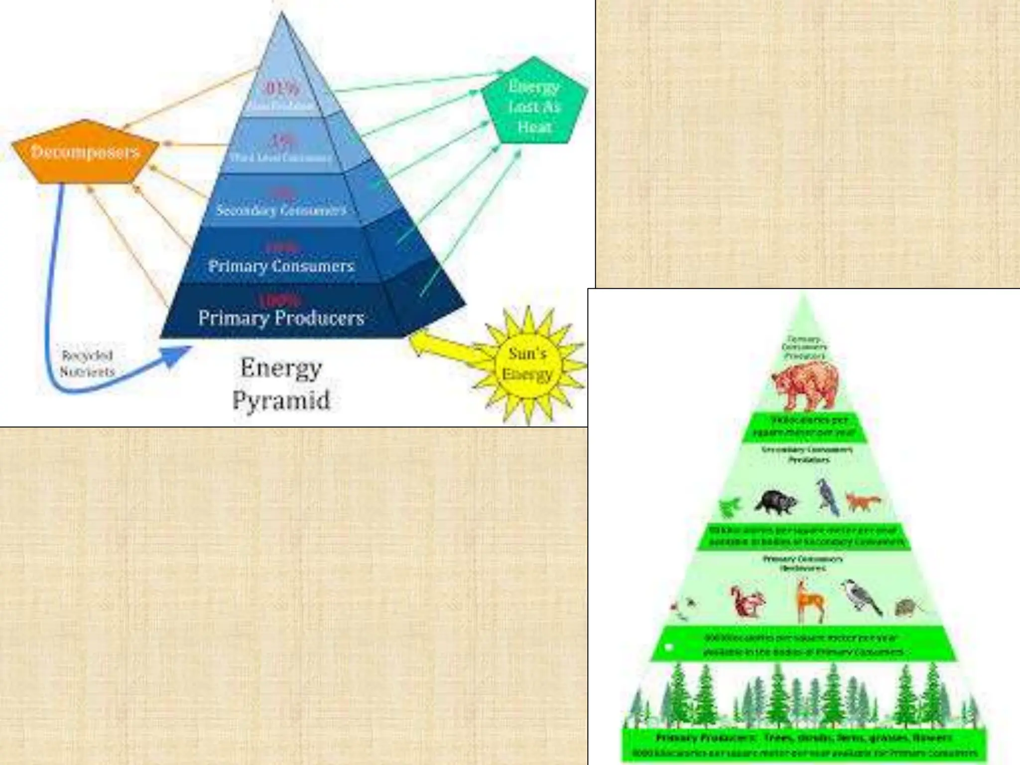 Components of natural environment abiotic and biotic | PPT