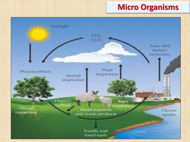 Components of natural environment abiotic and biotic | PPT